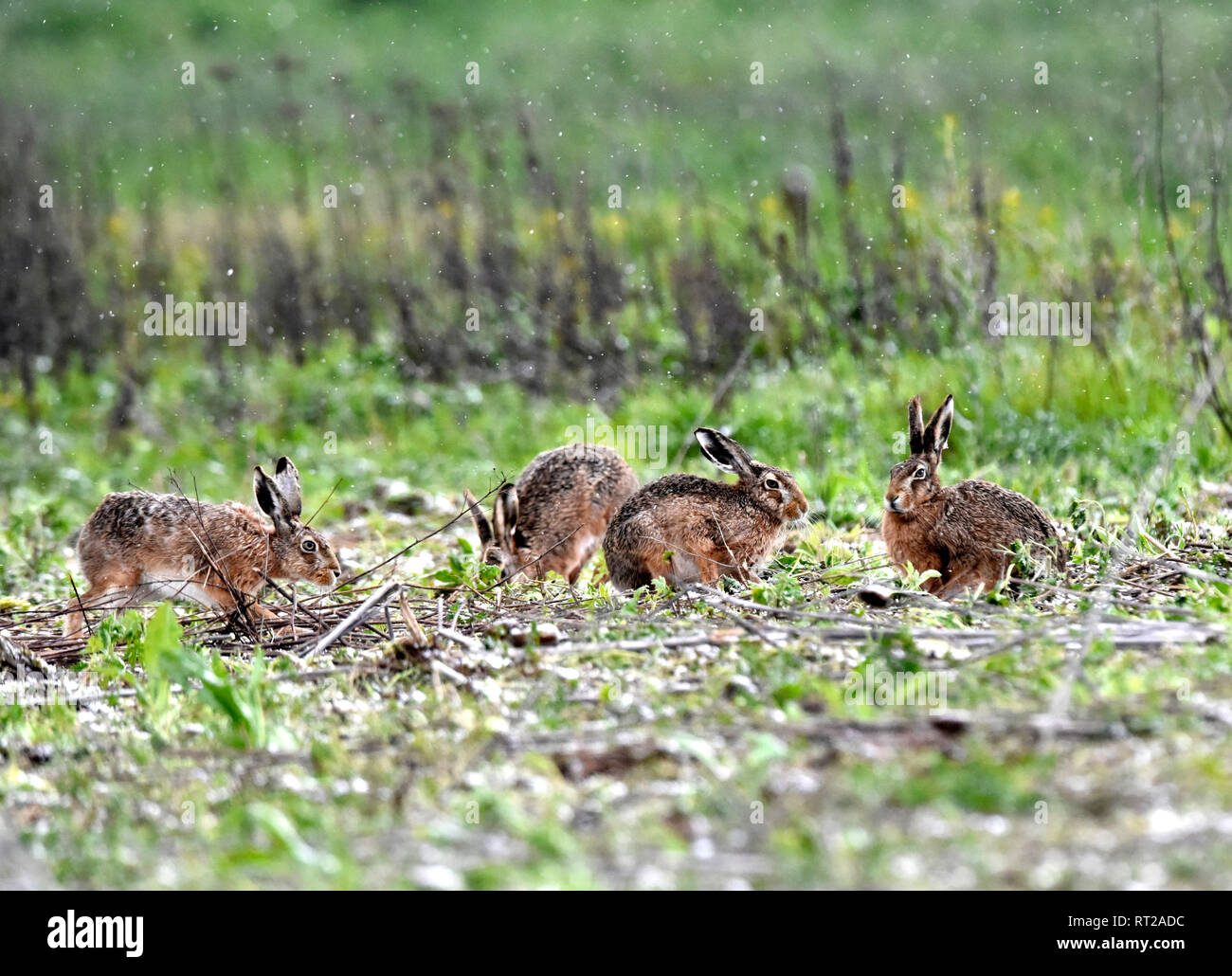 The crooked, field hare, field hare, free living person animals, hare ...