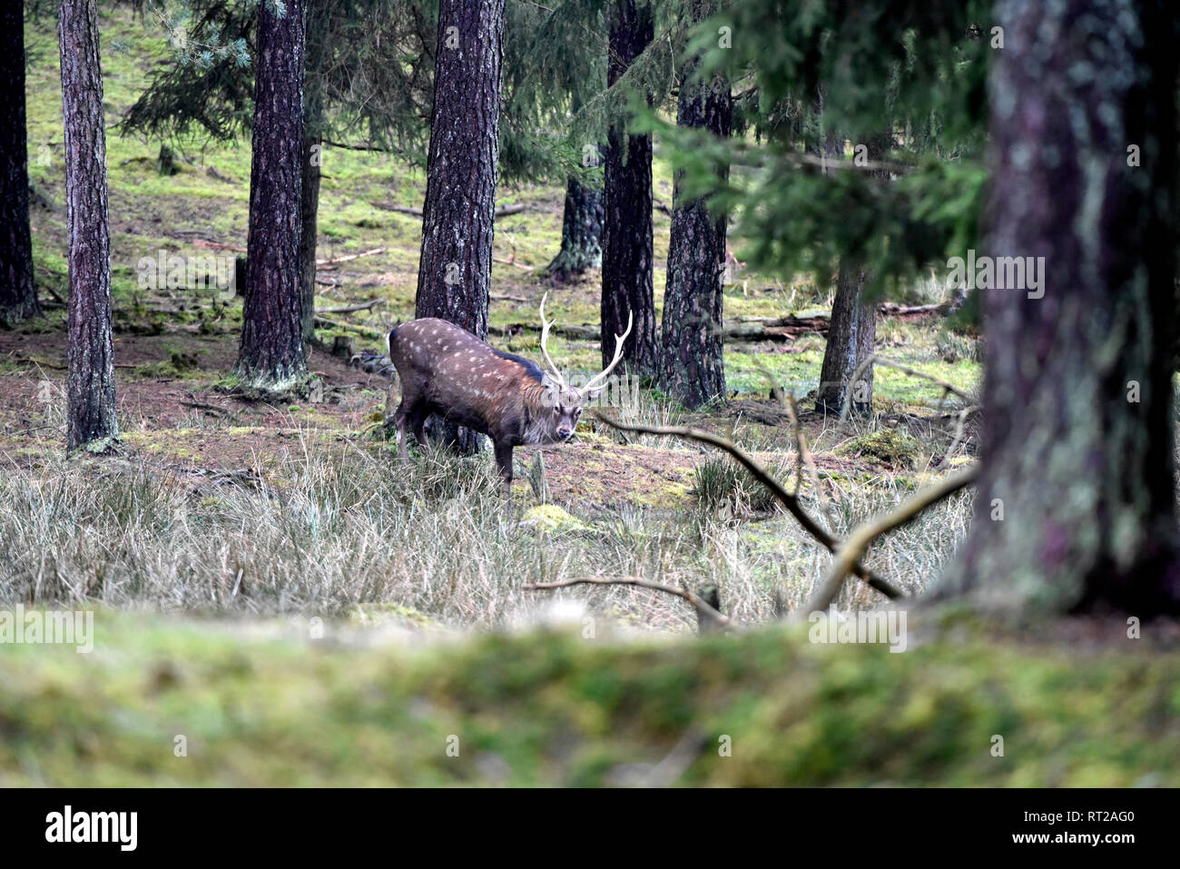 Asian deer, Asian deer, Cervus nippon, deer, deer, Sika, Sikahirsch ...