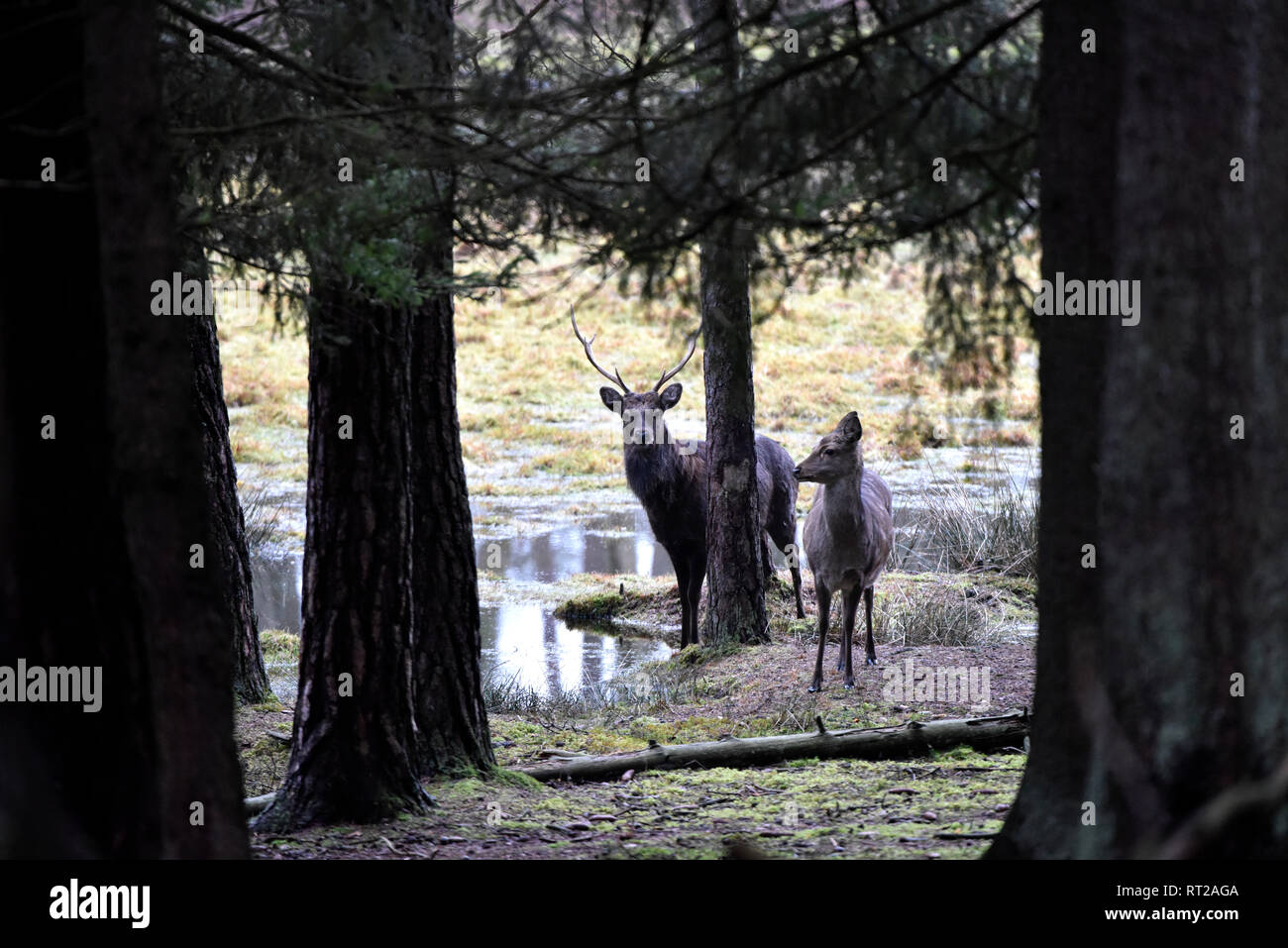 Sikahi hi-res stock photography and images - Alamy