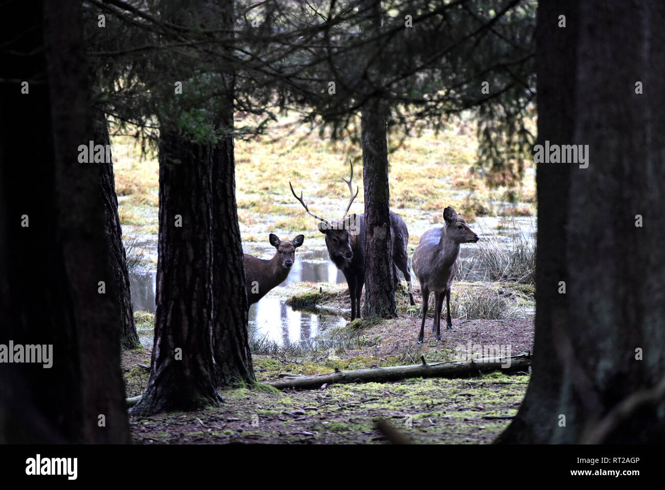 Asian deer, Asian deer, Cervus nippon, deer, deer, Sika, Sikahirsch ...