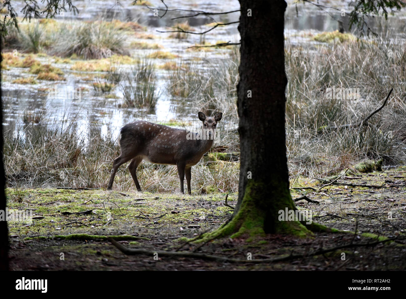 Asian deer, Asian deer, Cervus nippon, deer, deer, Sika, Sikahirsch ...