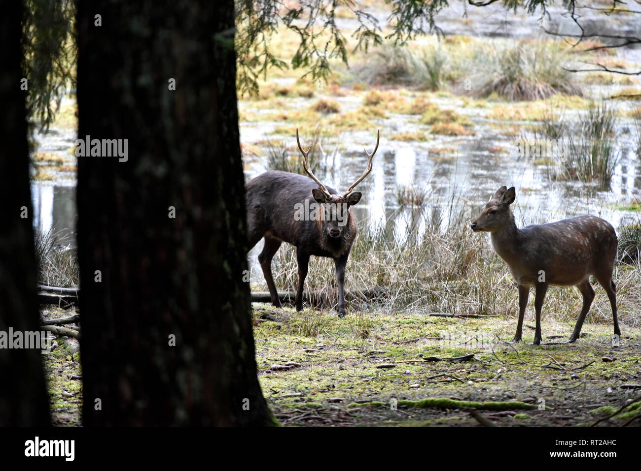 Asian deer, Asian deer, Cervus nippon, deer, deer, Sika, Sikahirsch ...