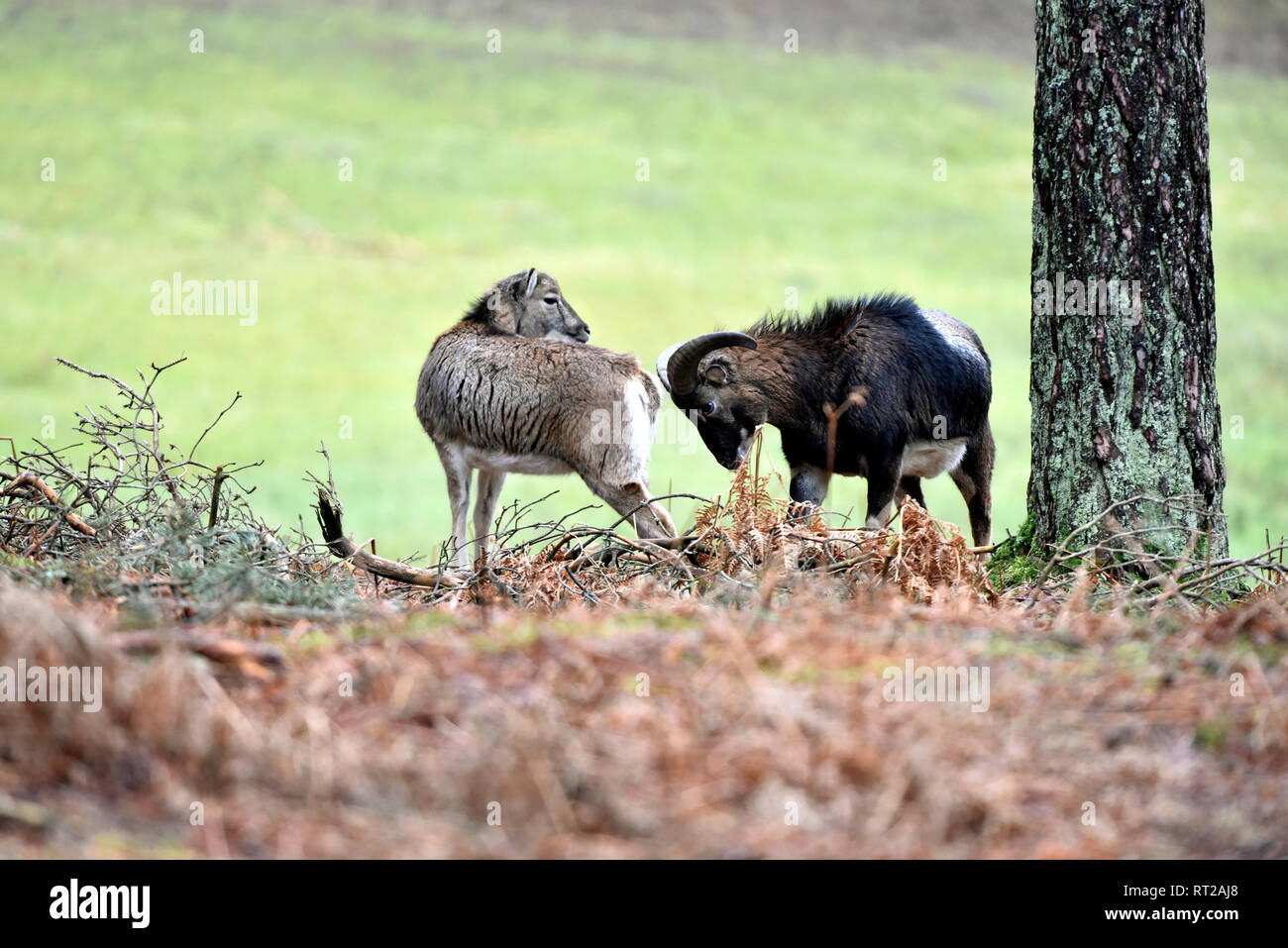 Mufflo hi-res stock photography and images - Alamy