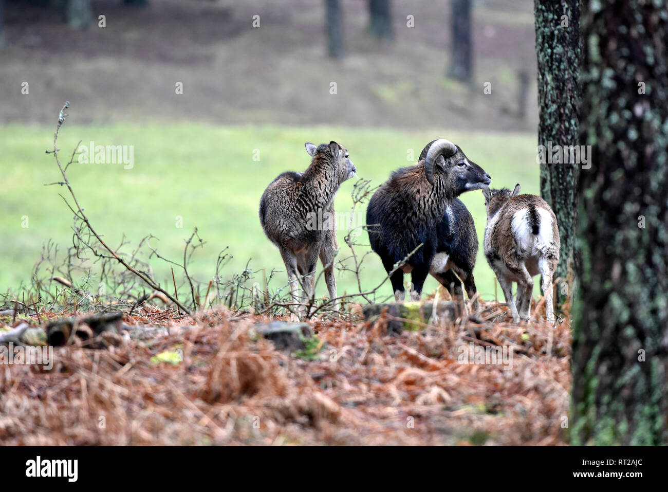 Mufflo hi-res stock photography and images - Alamy