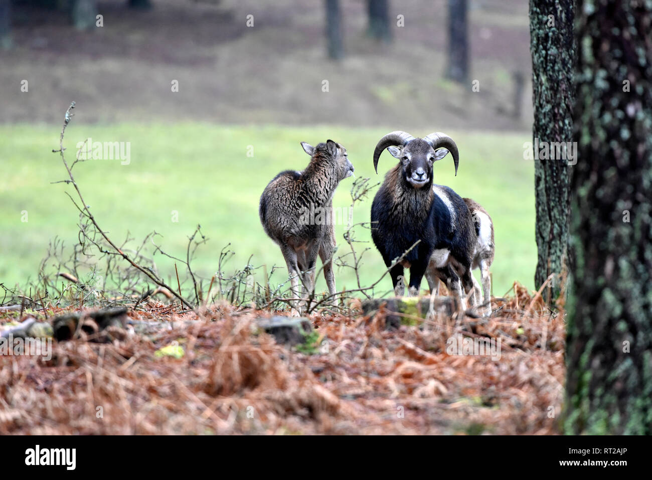 Mufflo hi-res stock photography and images - Alamy