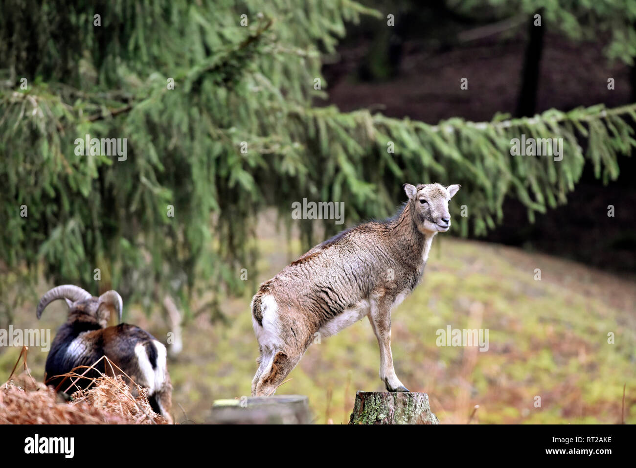 Mufflo hi-res stock photography and images - Alamy