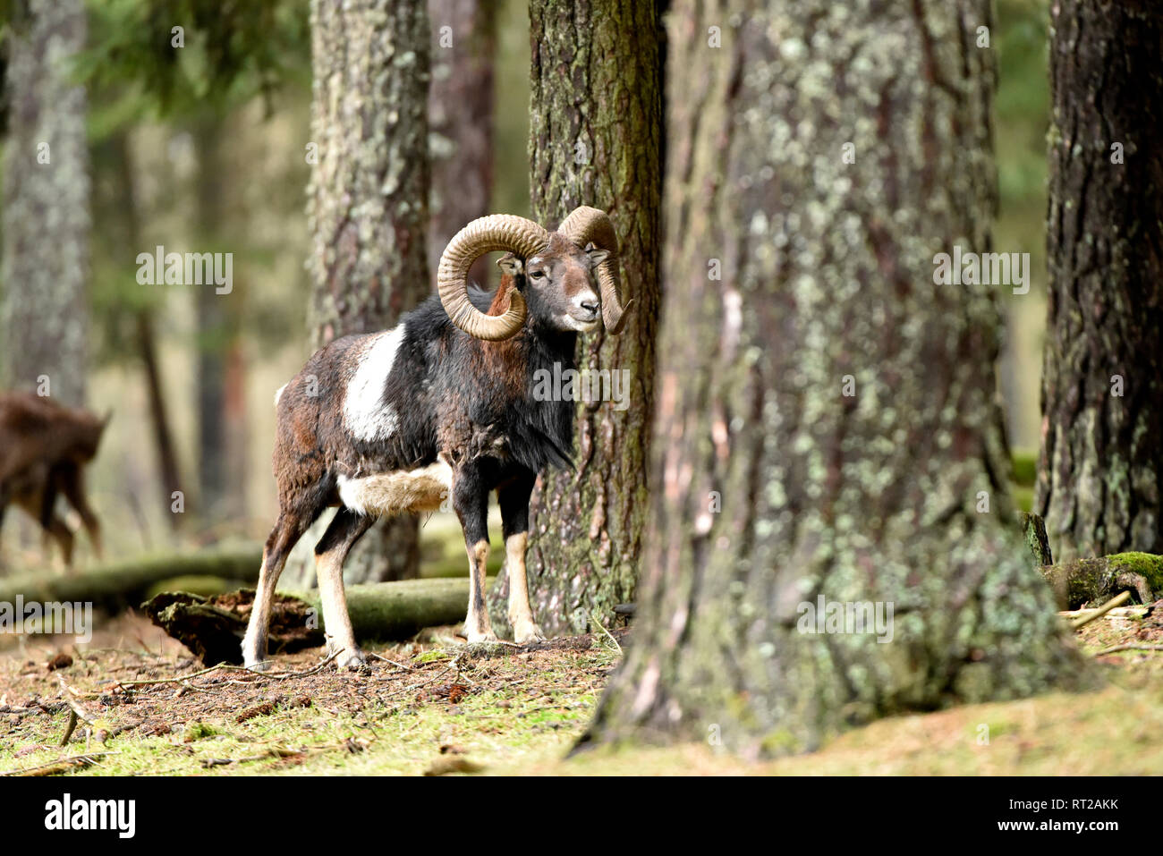 Mufflo hi-res stock photography and images - Alamy