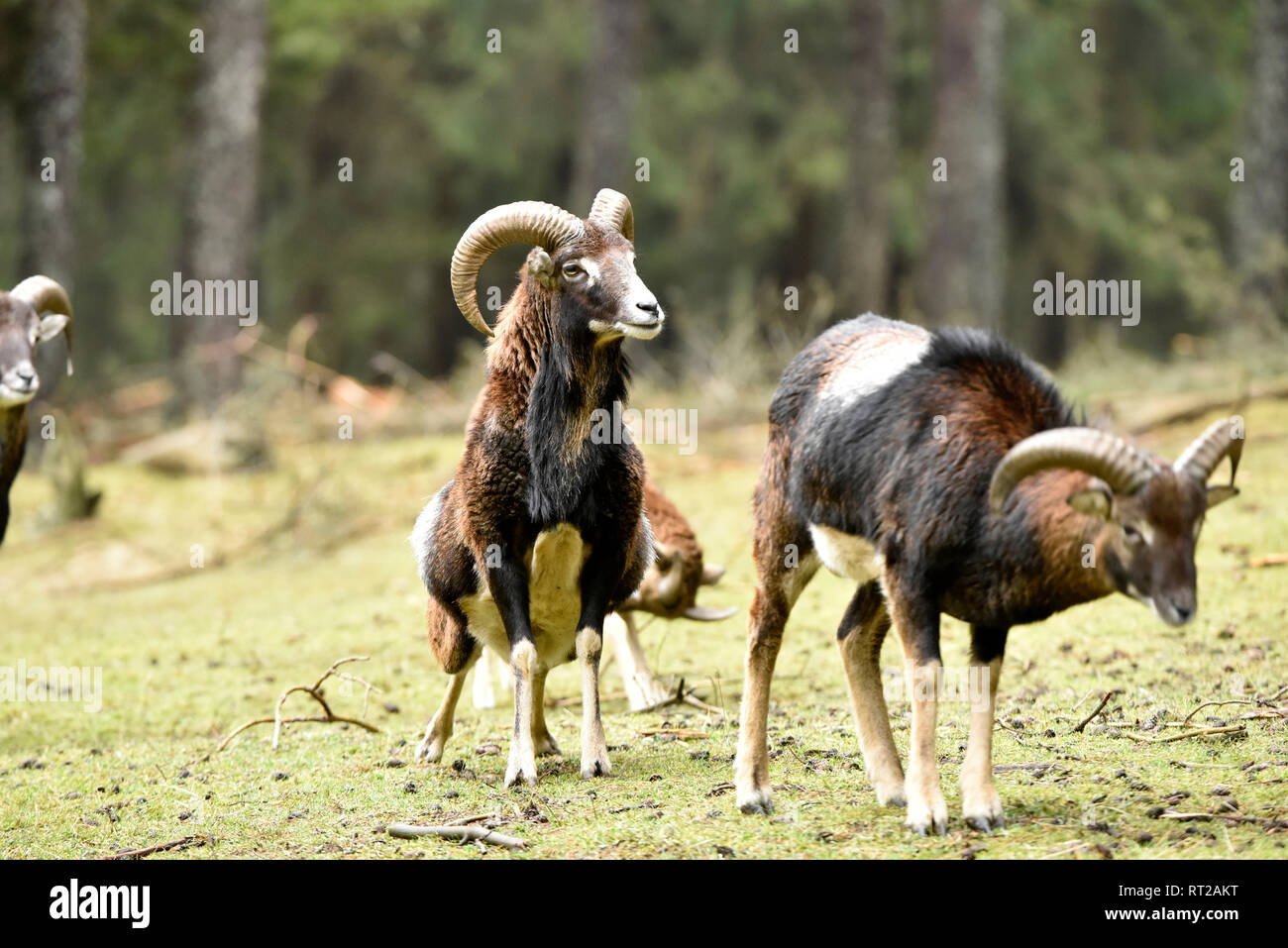 Mufflo hi-res stock photography and images - Alamy