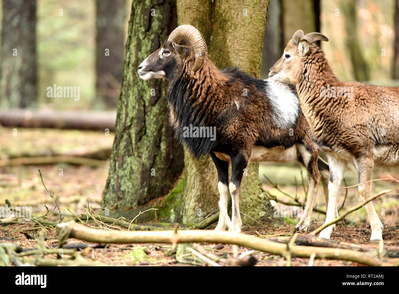Mufflo hi-res stock photography and images - Alamy