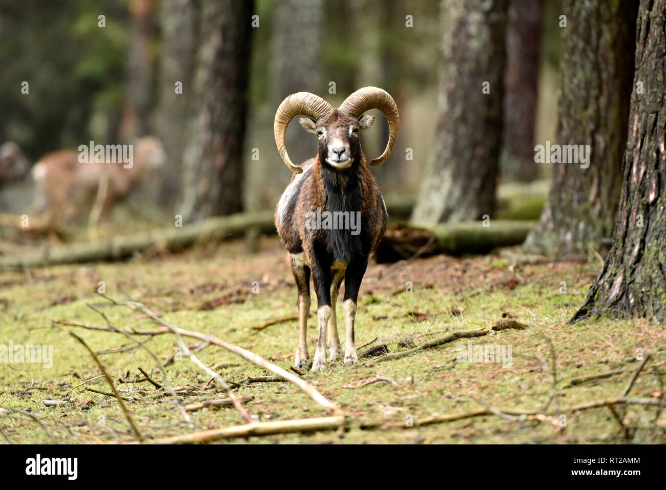 Mufflo hi-res stock photography and images - Alamy