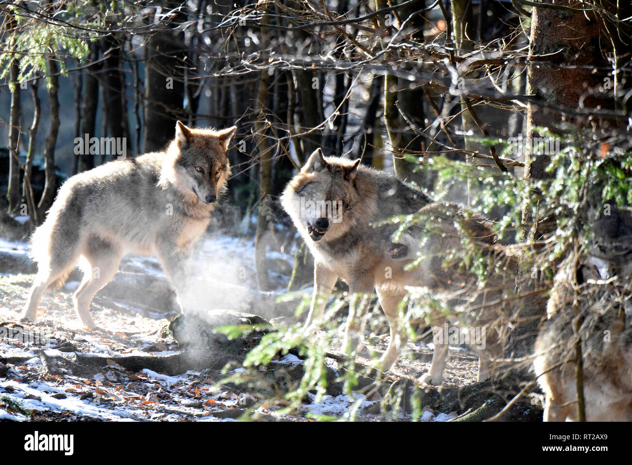 Canine, Canis lupus, local animals, Endemically, European wolf, frost ...