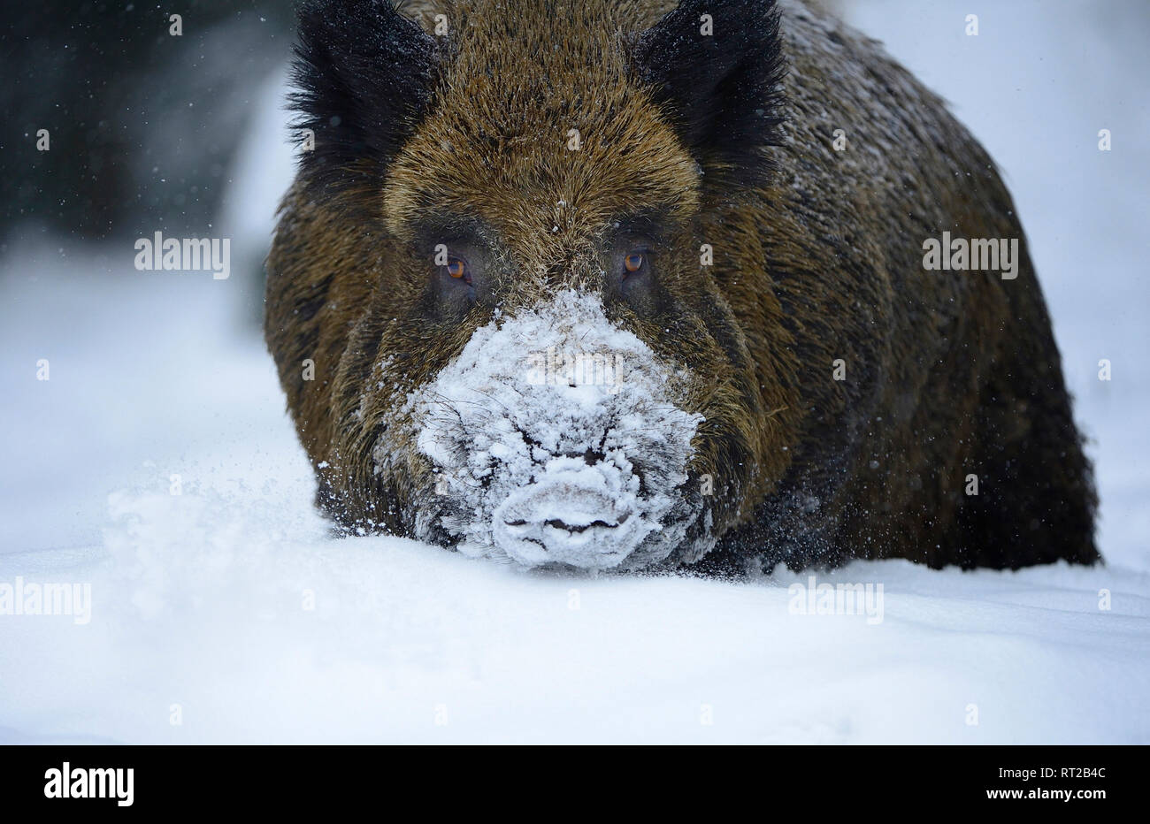Wild boar, Sus scrofa scrofa, sow, making a mess, wild boars, black ...