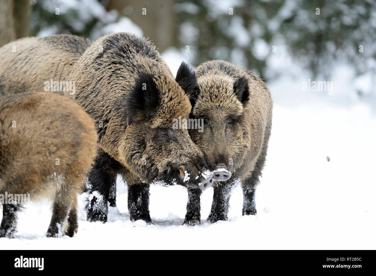 Wild boar, Sus scrofa scrofa, sow, making a mess, wild boars, black ...