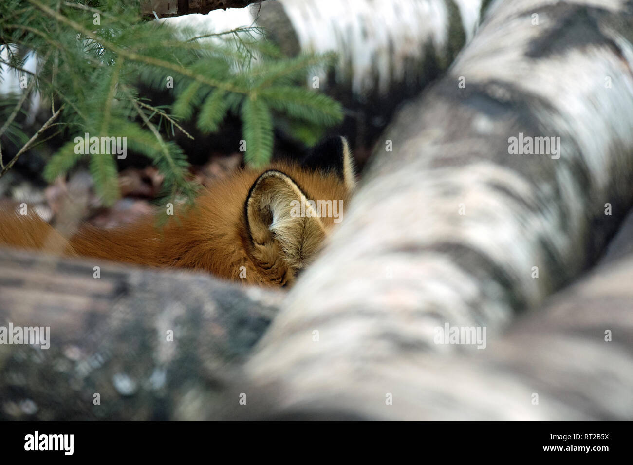 Fox, fox in February, foxes, doggy, crafty fox, predator, pure corner ...