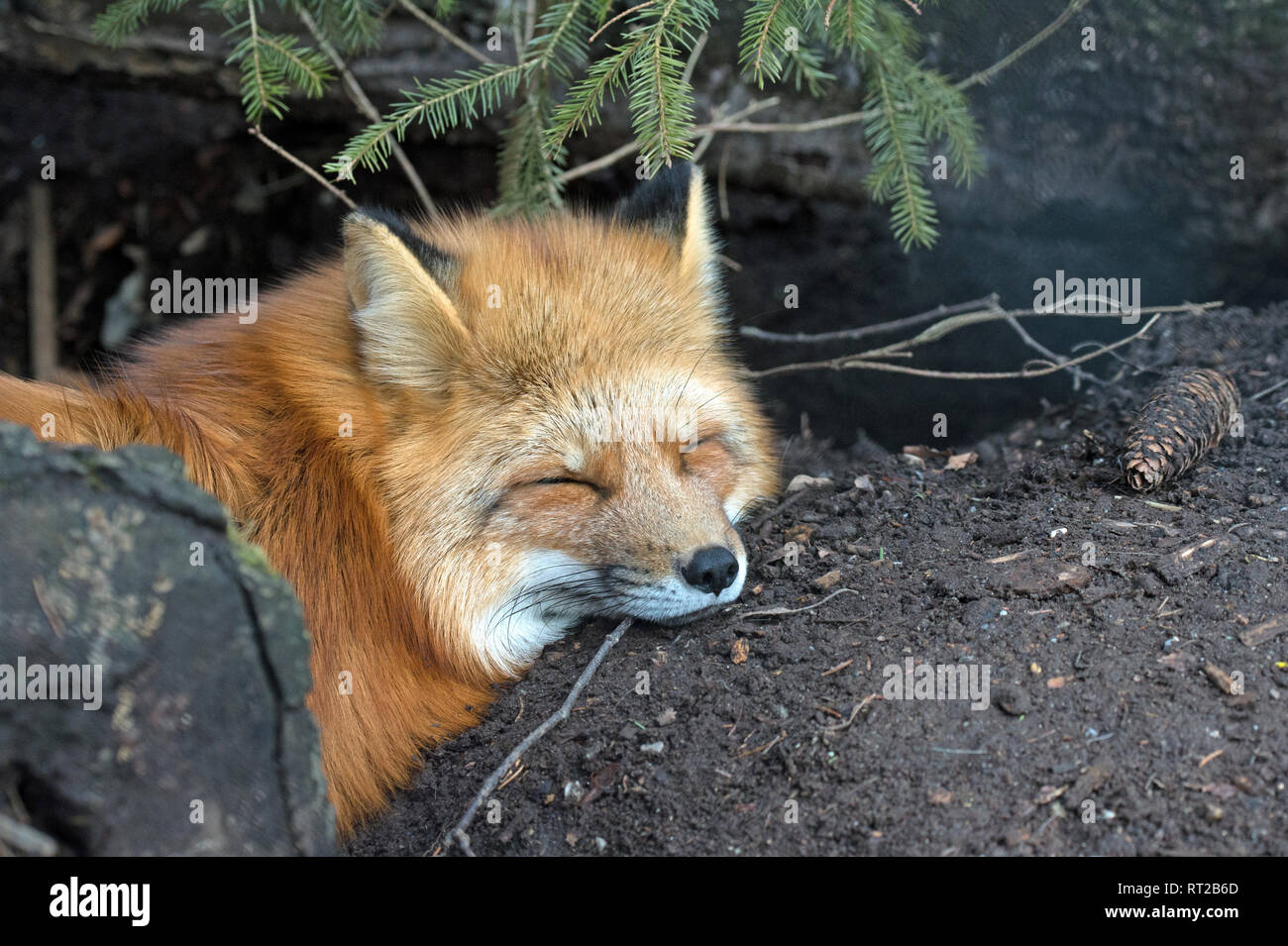 Fox, fox in February, foxes, doggy, crafty fox, predator, pure corner ...