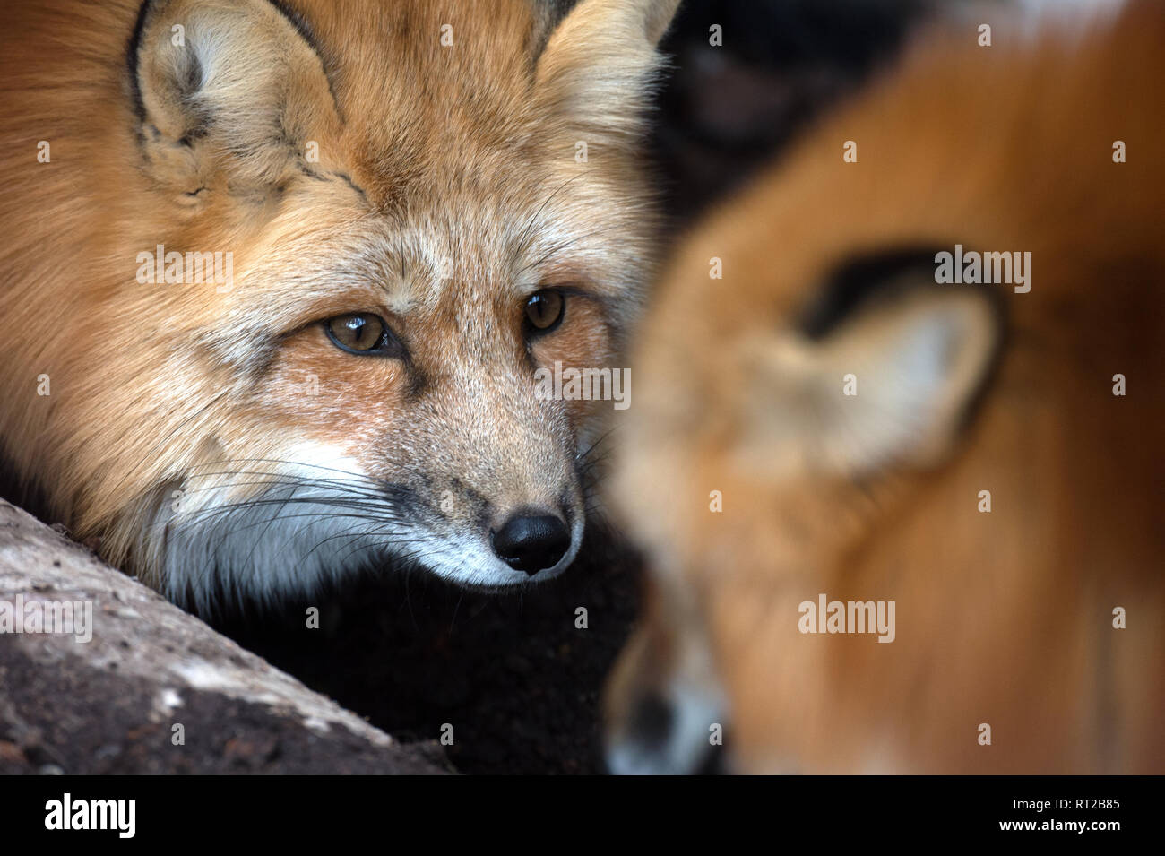 Fox, fox in February, foxes, doggy, crafty fox, predator, pure corner ...