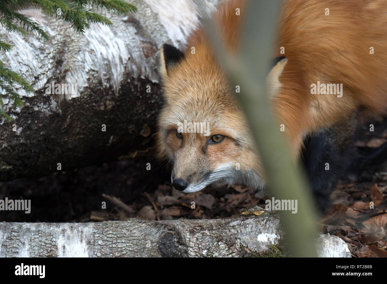 Fox, fox in February, foxes, doggy, crafty fox, predator, pure corner ...