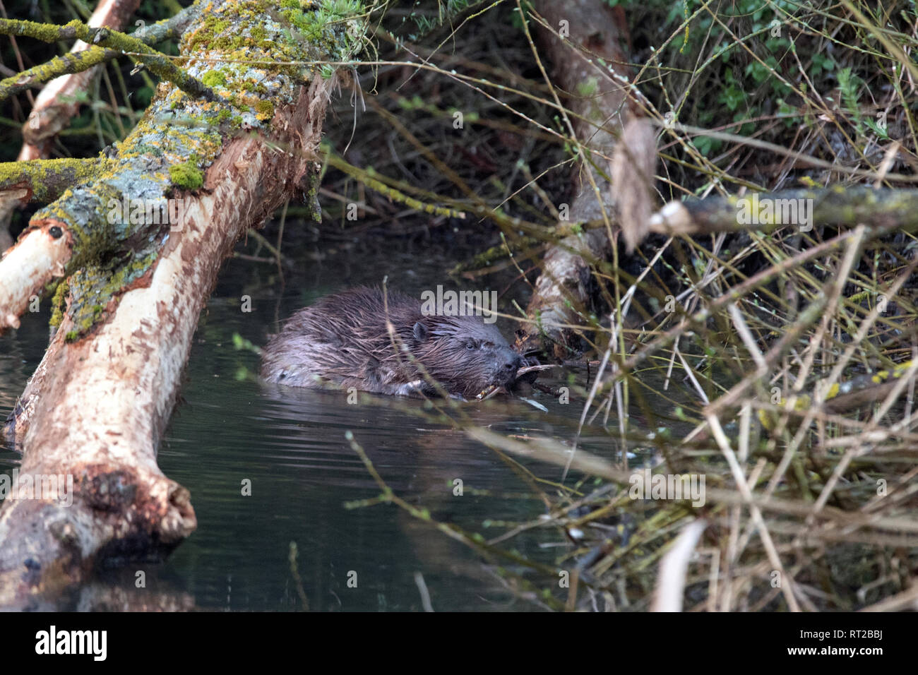 Gnawed trees, beavers, beavers at the break of dawn, beaver damages ...