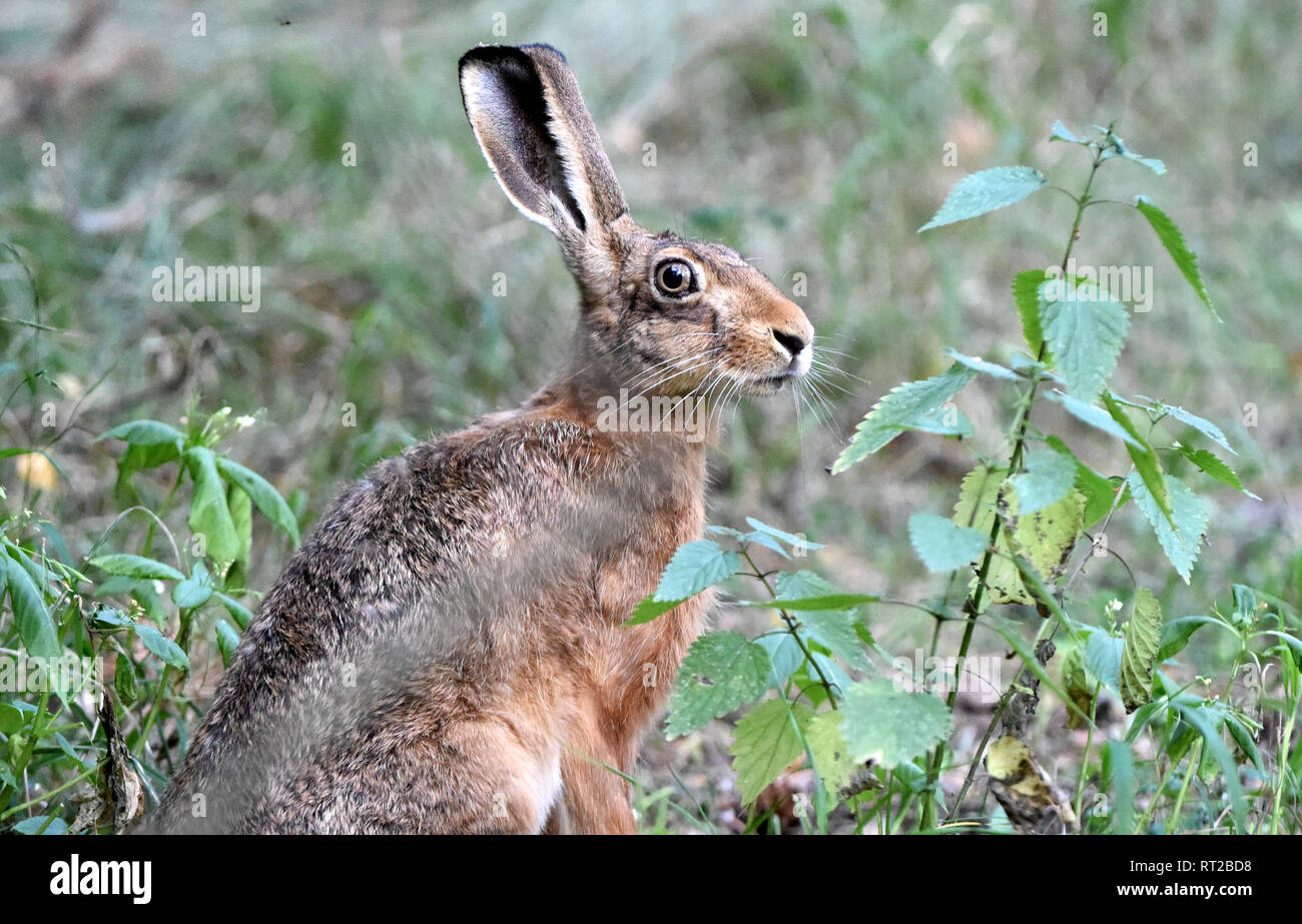 The crooked, field hare, field hare, hare, hare, bunny, Lepus europaeus ...