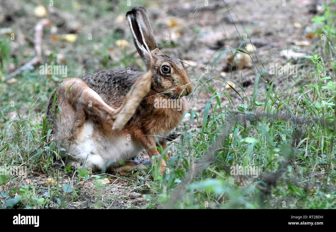 The crooked, field hare, field hare, hare, hare, bunny, Lepus europaeus ...