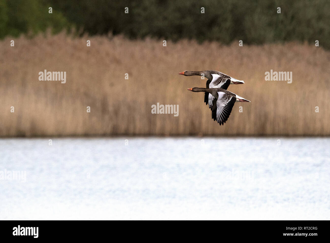 Anser anser, flying greylag geese, flying birds, goose, greylag goose ...