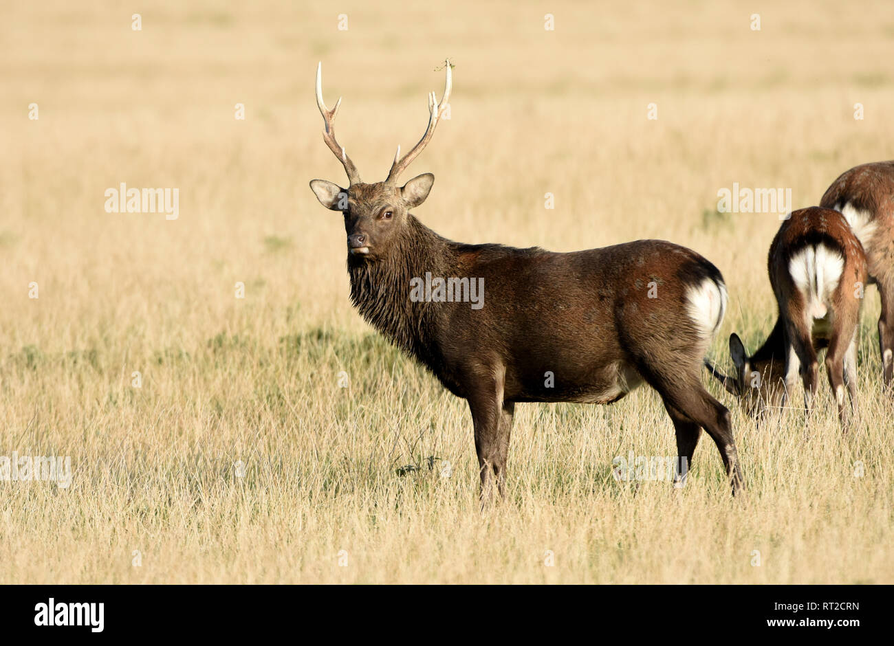 Asian deer, Asian deer, Cervus nippon, deer, deer, Sika, Sikahirsche ...
