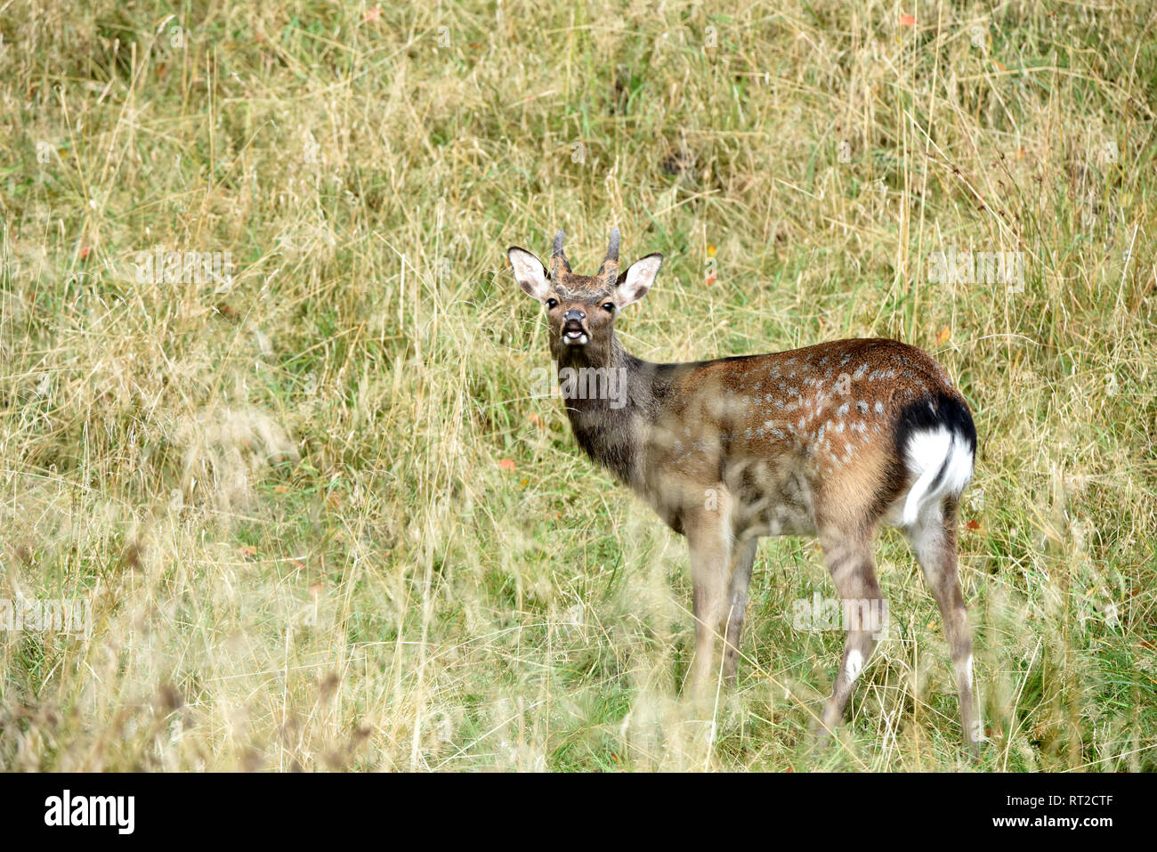 Asian deer, Asian deer, Cervus nippon, deer, deer, Sika, Sikahirsche ...