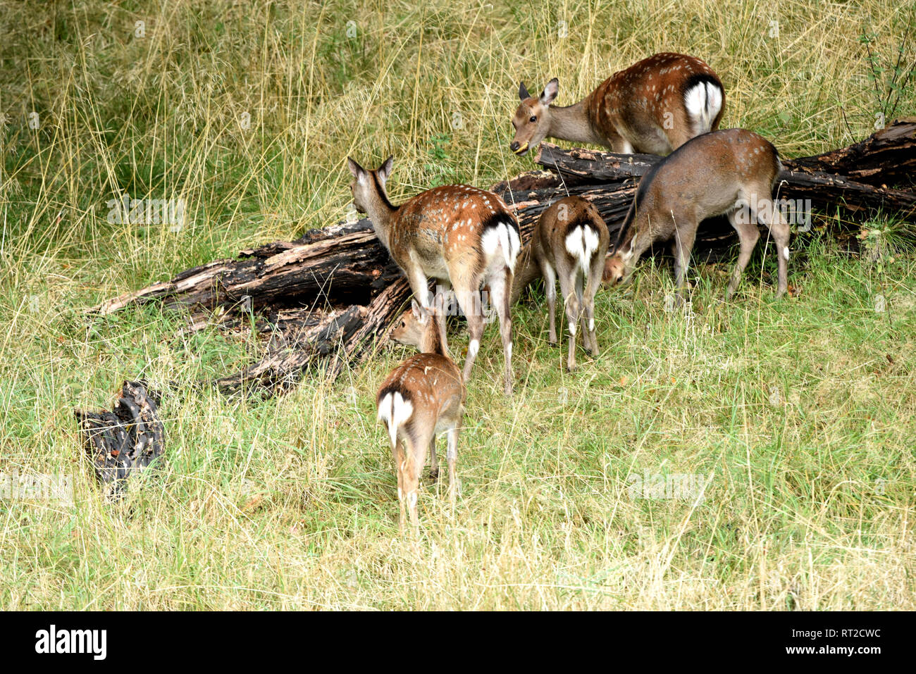 Sikahi hi-res stock photography and images - Alamy