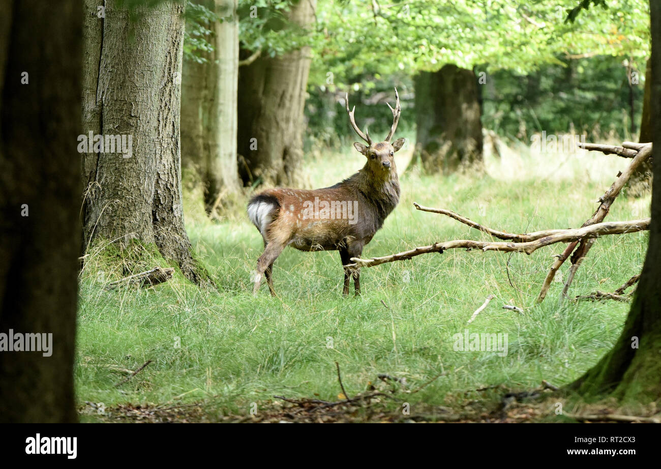 Asian deer, Asian deer, Cervus nippon, deer, deer, Sika, Sikahirsche ...