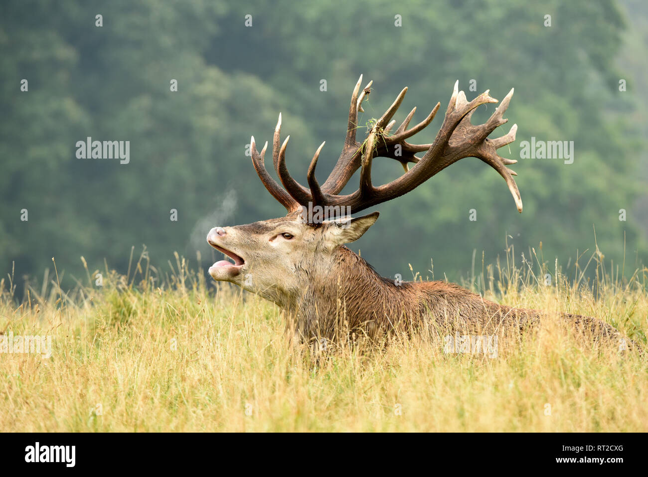 Rut, rut events, rutting season, Cerviden, Cervus elaphus, antlers ...