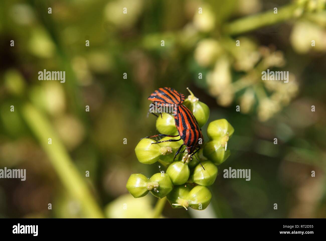 Minstrel bug hi-res stock photography and images - Alamy