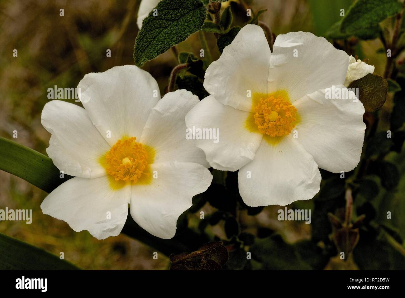 Gallipoli rose hi-res stock photography and images - Alamy