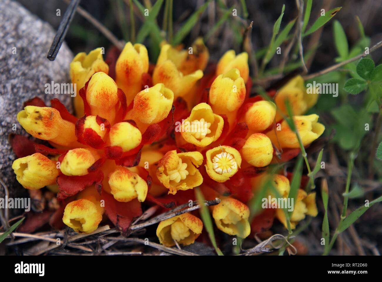 Yellow hypocistis cytinus hypocistis hi-res stock photography and ...