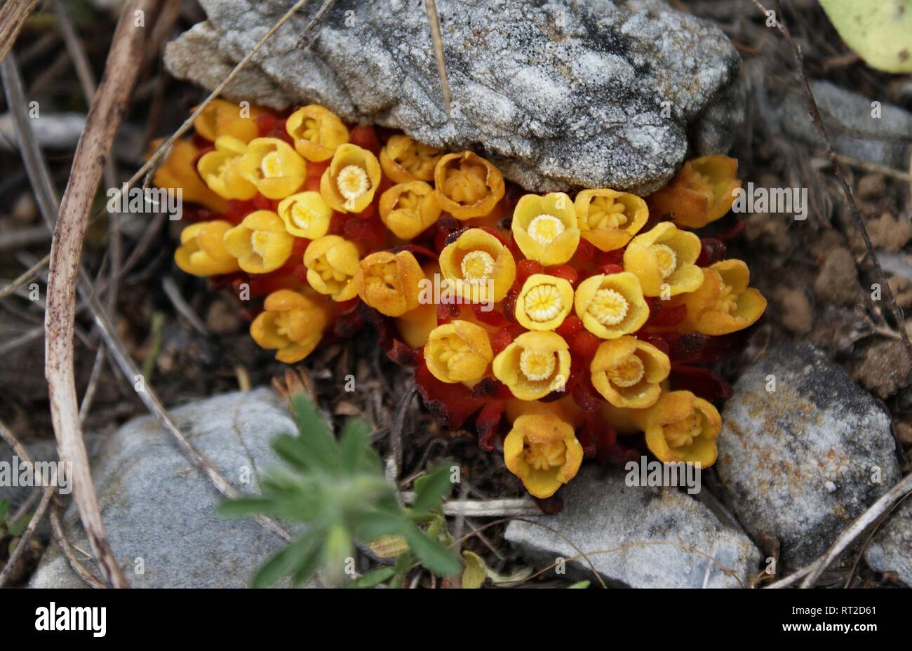 Cytinus High Resolution Stock Photography and Images - Alamy