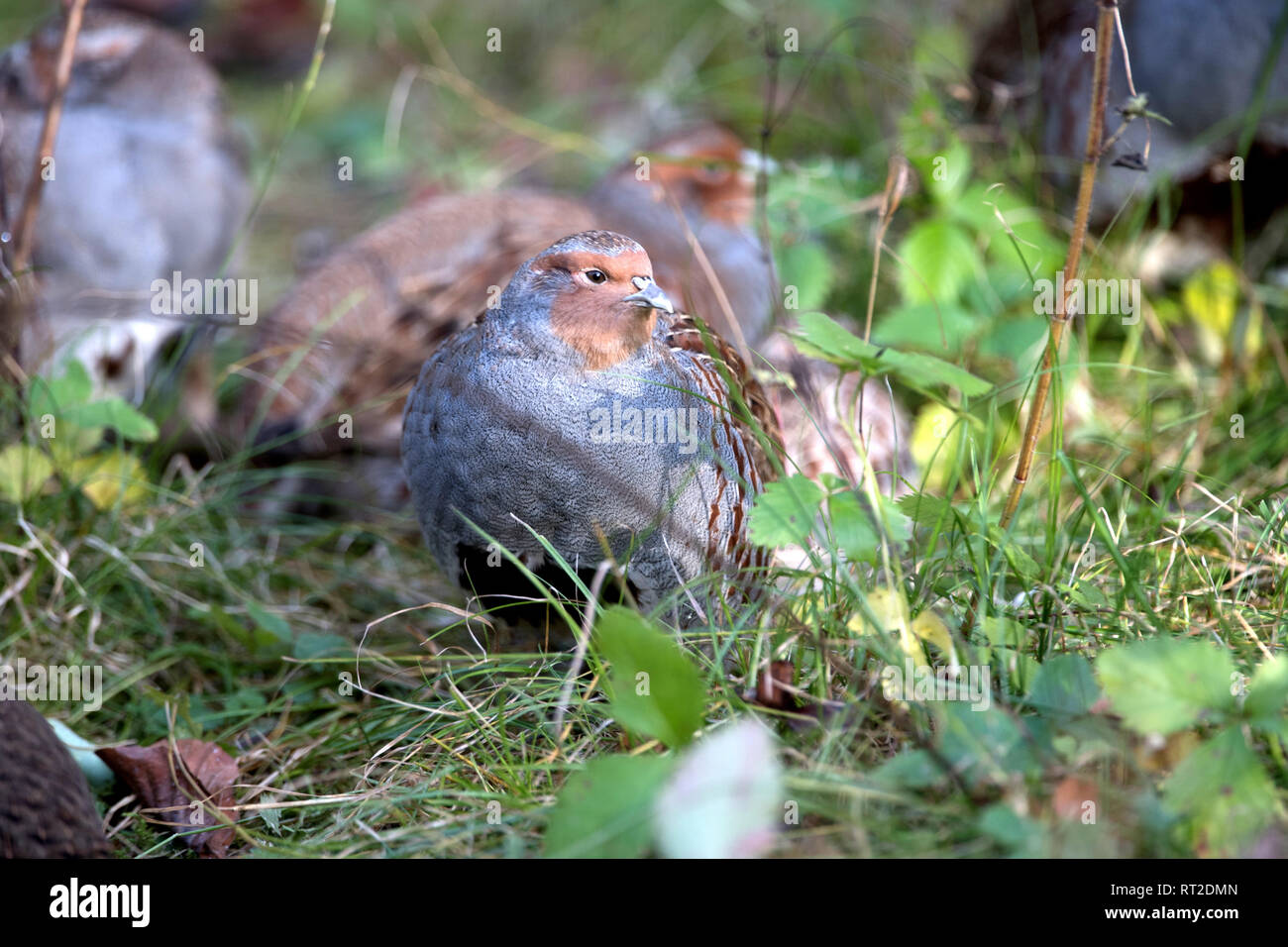 Partr hi-res stock photography and images - Alamy