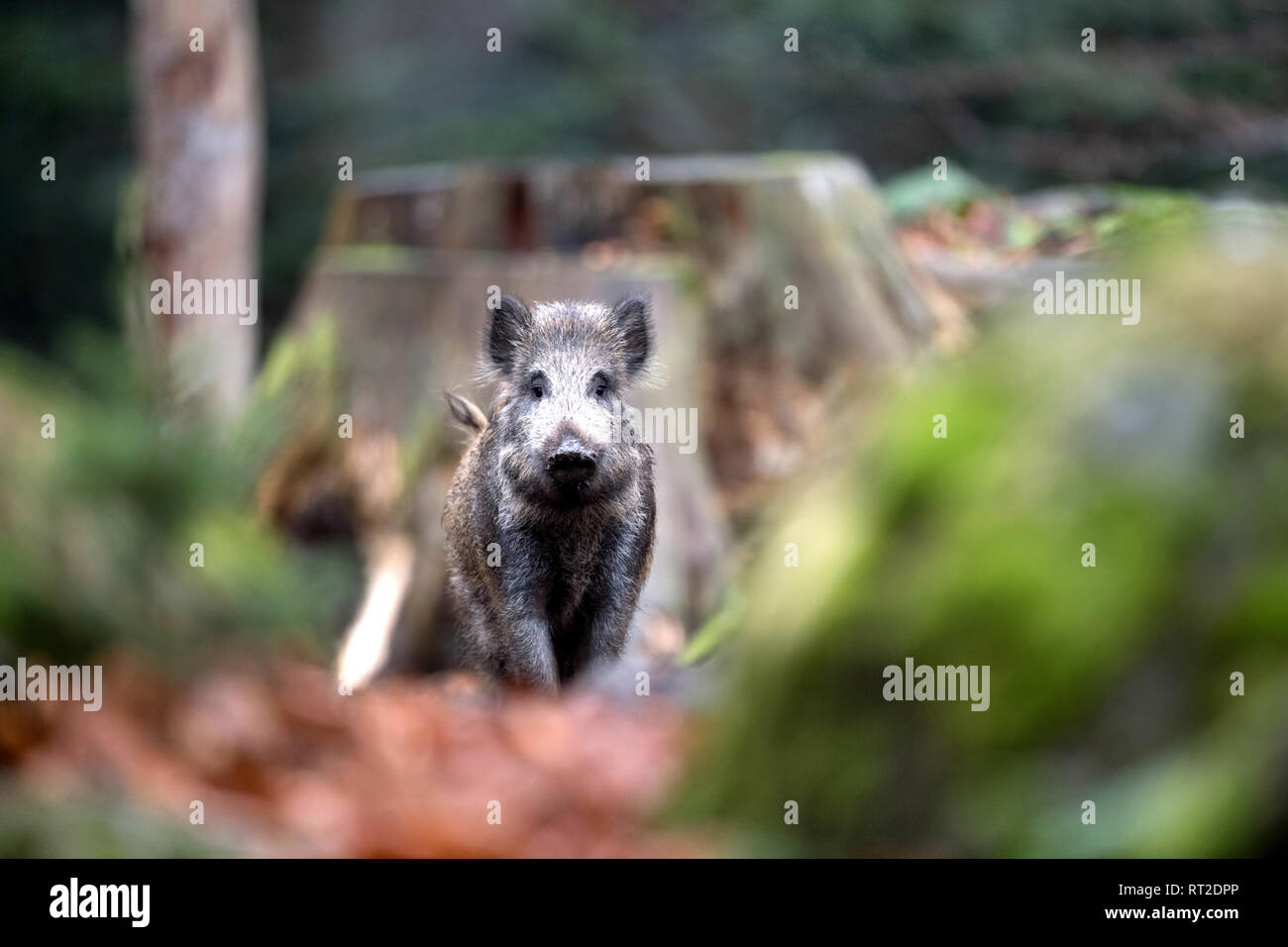 Pigs, beech mast, beech forest, real pigs, cloven-hoofed animals, sow ...