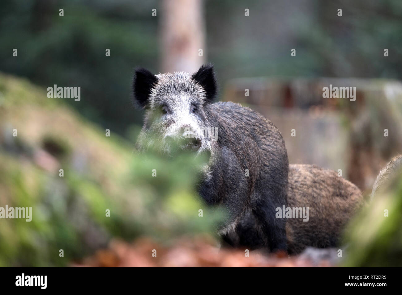 Pigs, beech mast, beech forest, real pigs, cloven-hoofed animals, sow ...