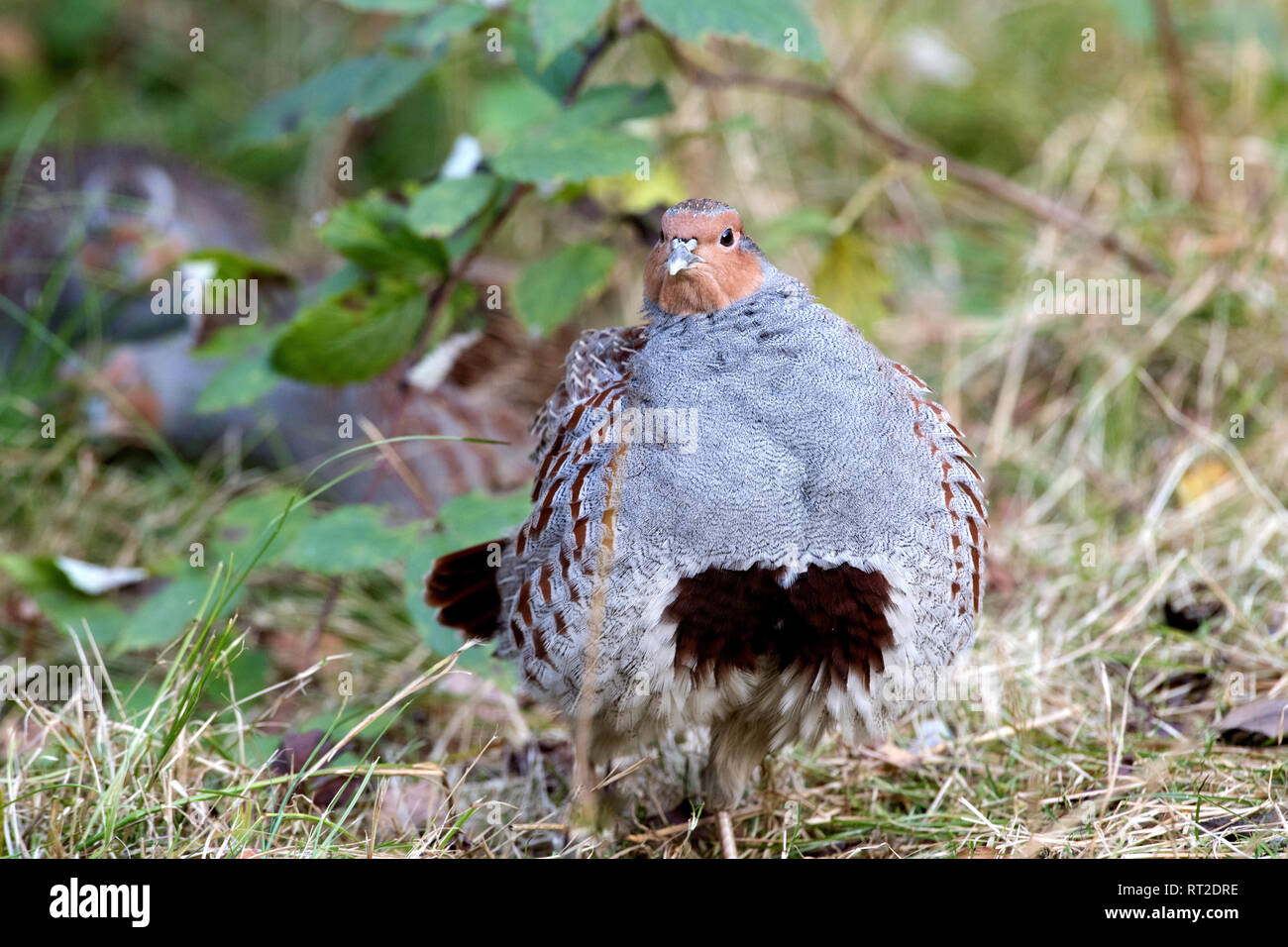 Partr hi-res stock photography and images - Alamy