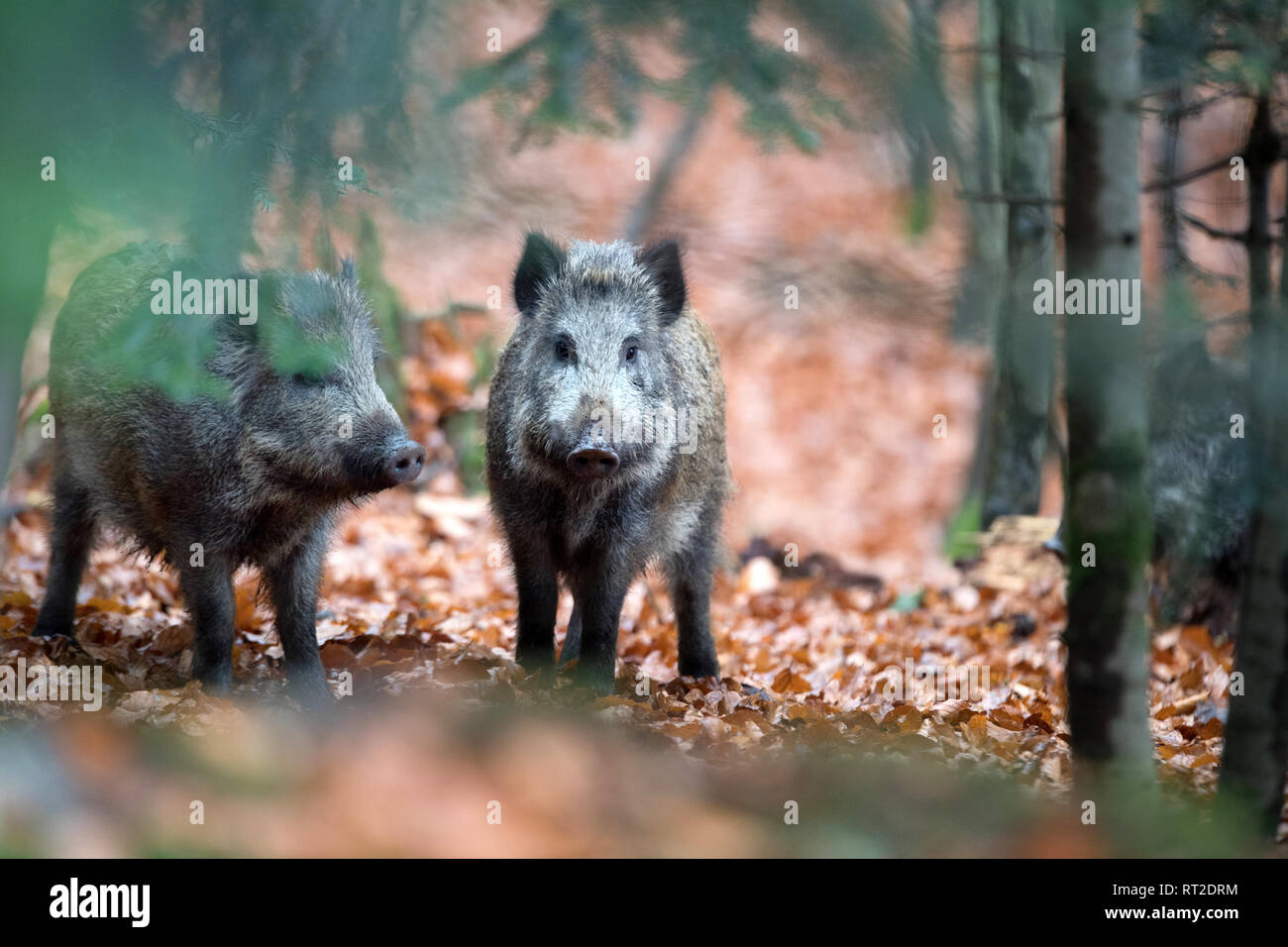 Pigs, beech mast, beech forest, real pigs, cloven-hoofed animals, sow ...