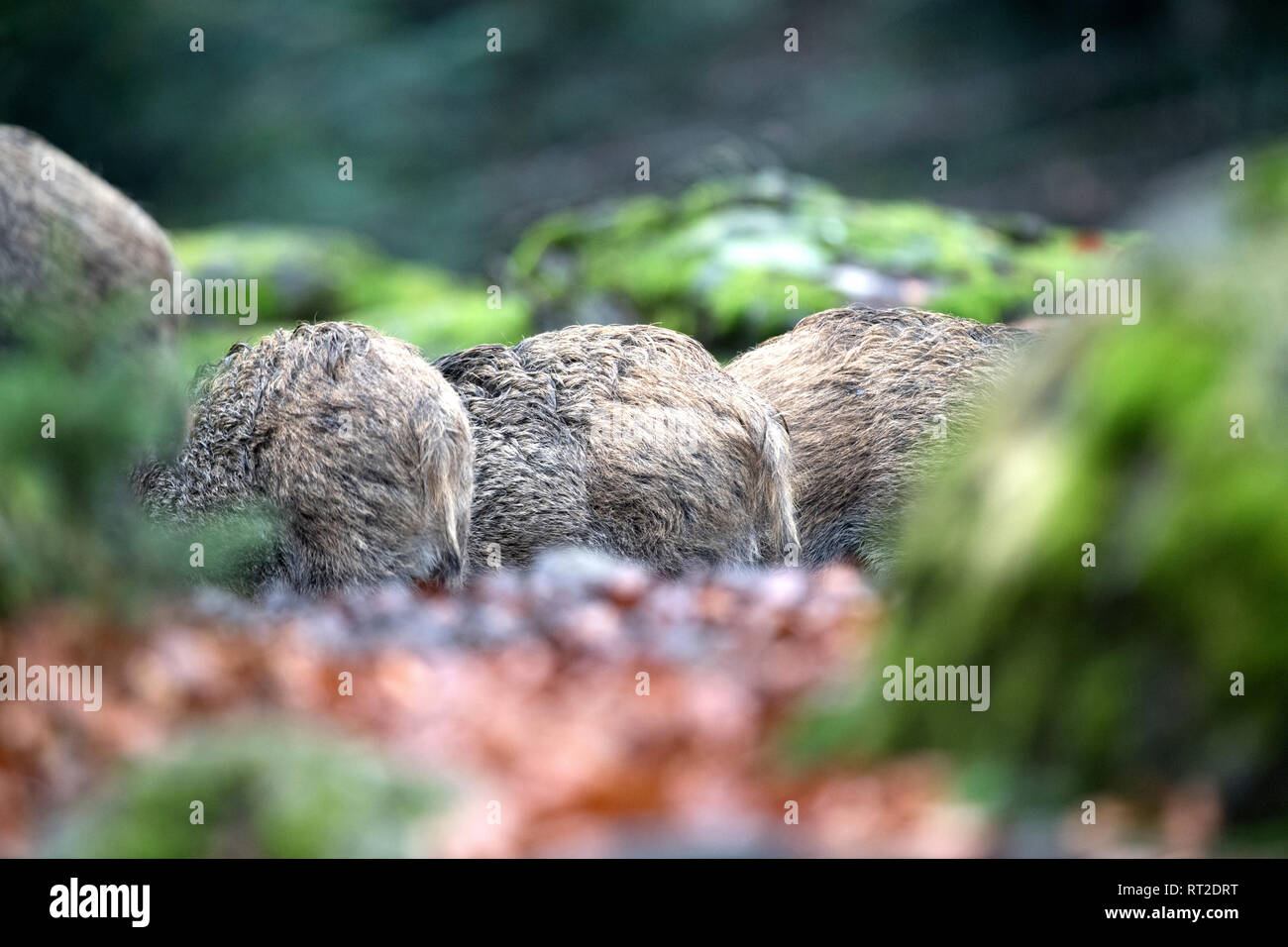 Pigs, beech mast, beech forest, real pigs, cloven-hoofed animals, sow ...