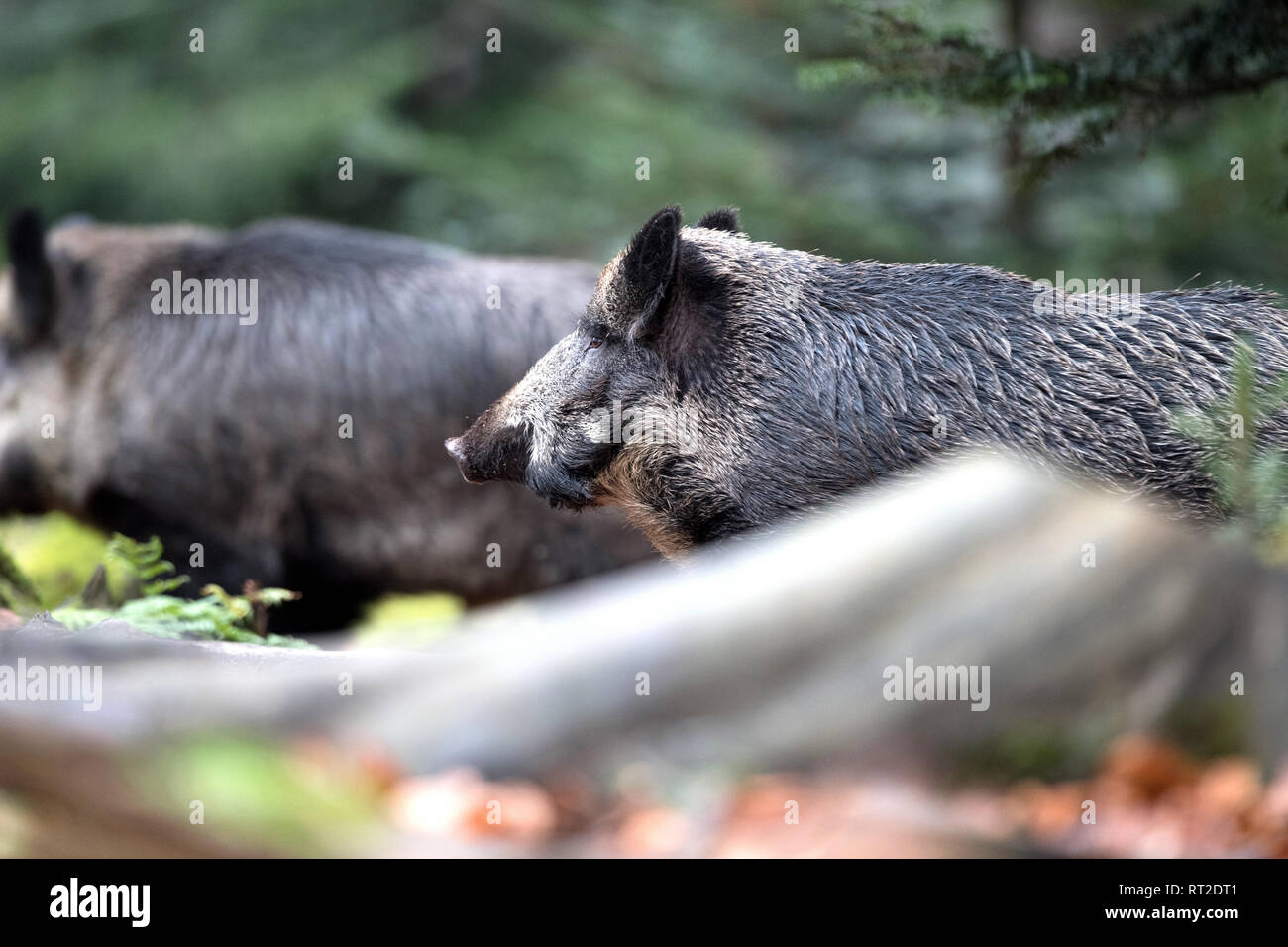 Pigs, beech mast, beech forest, real pigs, cloven-hoofed animals, sow ...