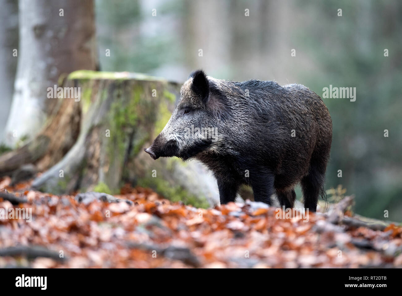 Pigs, beech mast, beech forest, real pigs, cloven-hoofed animals, sow ...