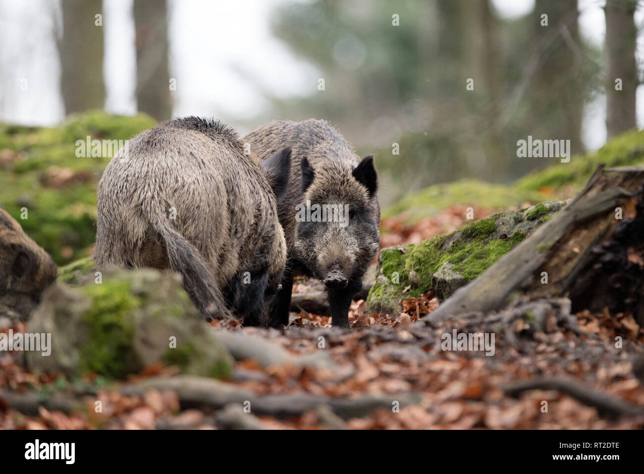 Pigs, beech mast, beech forest, real pigs, cloven-hoofed animals, sow ...