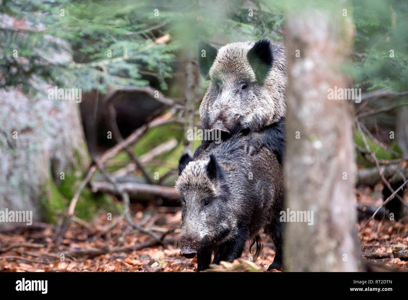 Pigs, beech mast, beech forest, real pigs, cloven-hoofed animals, sow ...