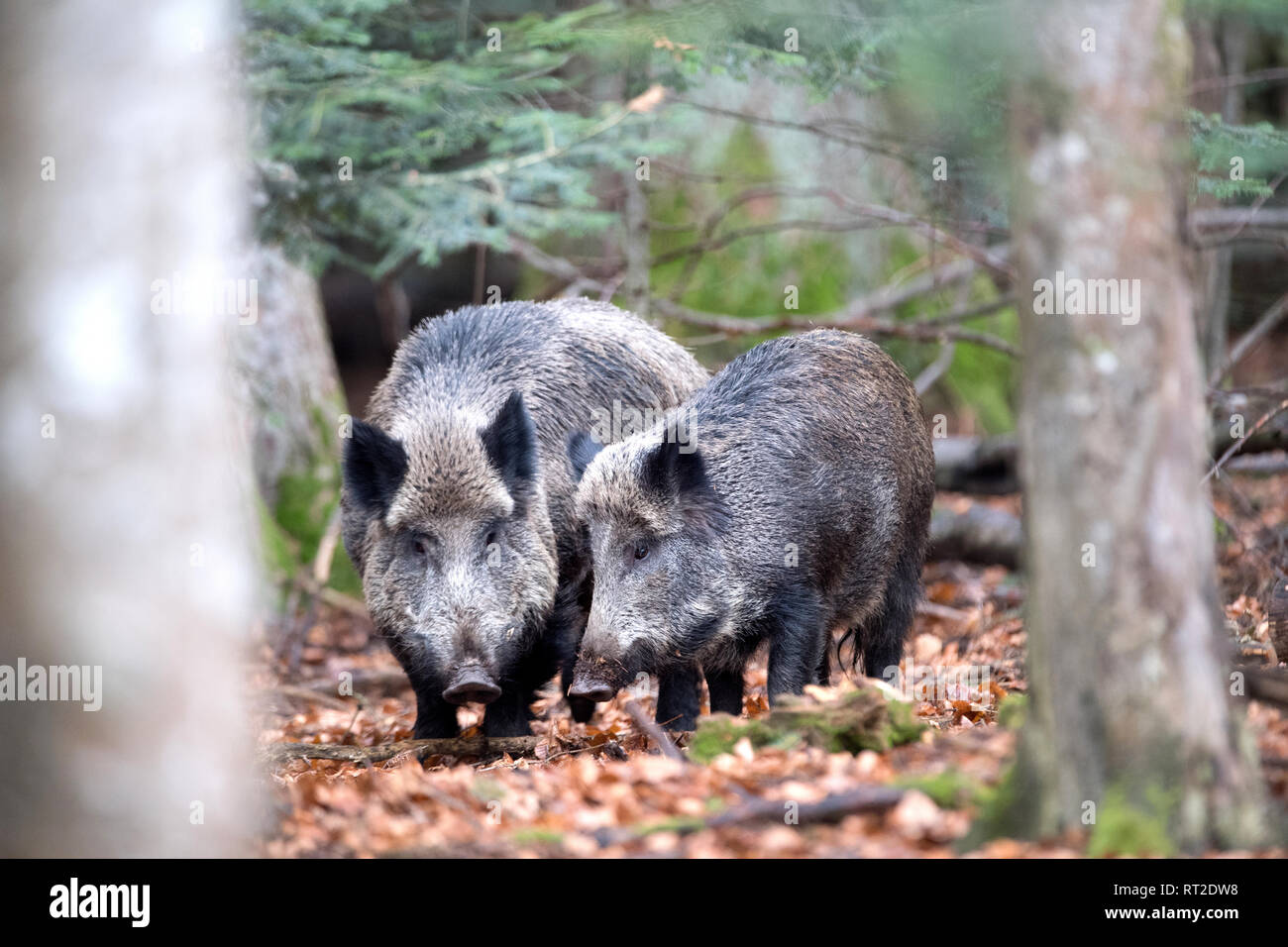 Pigs, beech mast, beech forest, real pigs, cloven-hoofed animals, sow ...