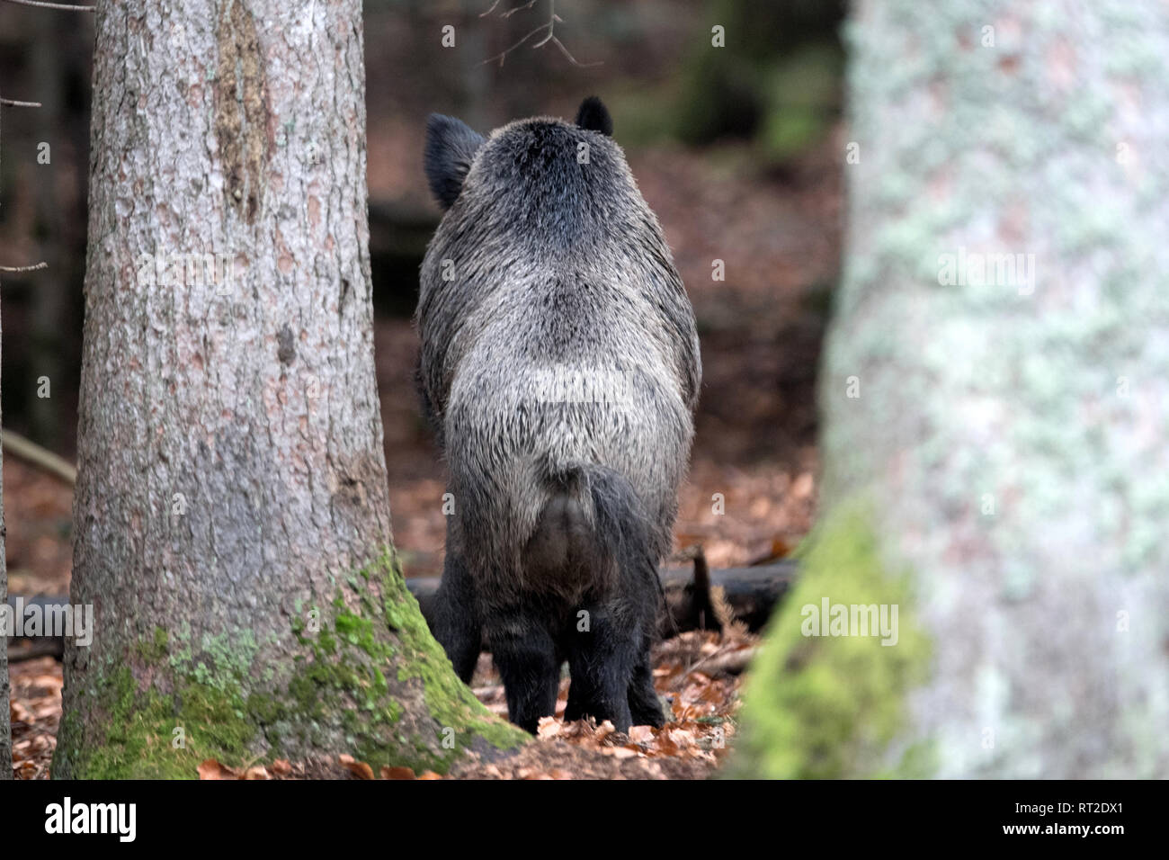 Pigs, beech mast, beech forest, real pigs, cloven-hoofed animals, sow ...