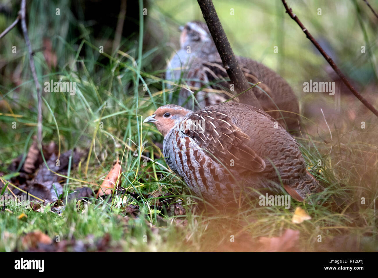 Pheasant-like, partridges, Galliformes, chickens, gallinaceous bird ...