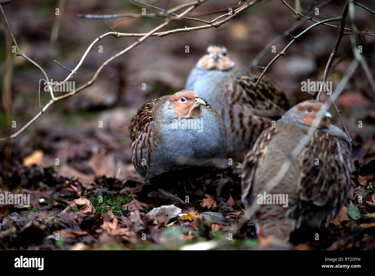 Partr hi-res stock photography and images - Alamy