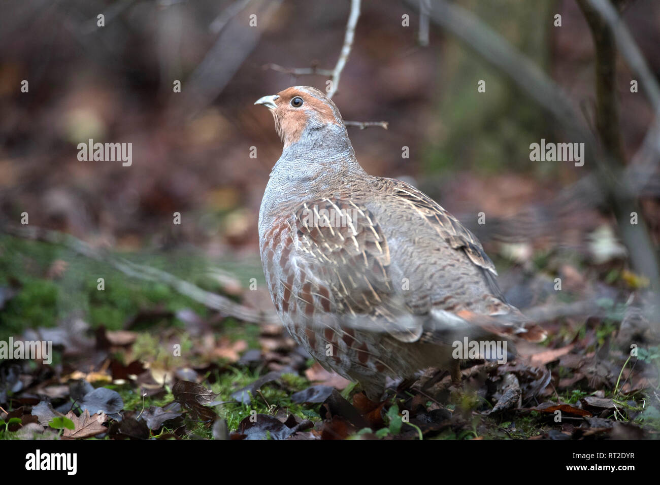 Partr hi-res stock photography and images - Alamy