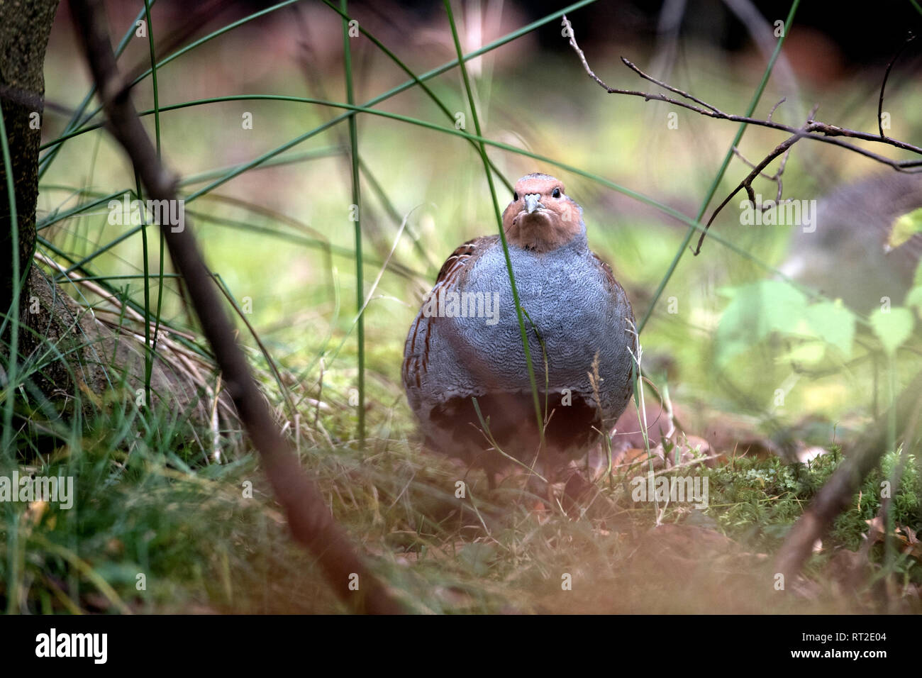 Pheasant-like, partridges, Galliformes, chickens, gallinaceous bird ...